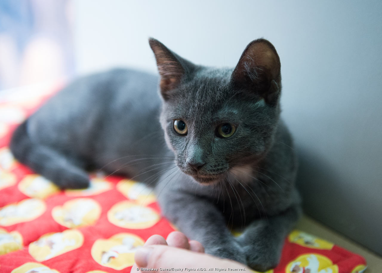 Broadway Barks Helps Find Forever Homes for Dogs and Cats – Broadway ...