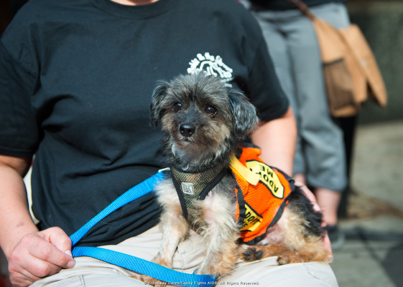 Broadway Barks Helps Find Forever Homes for Dogs and Cats – Broadway ...