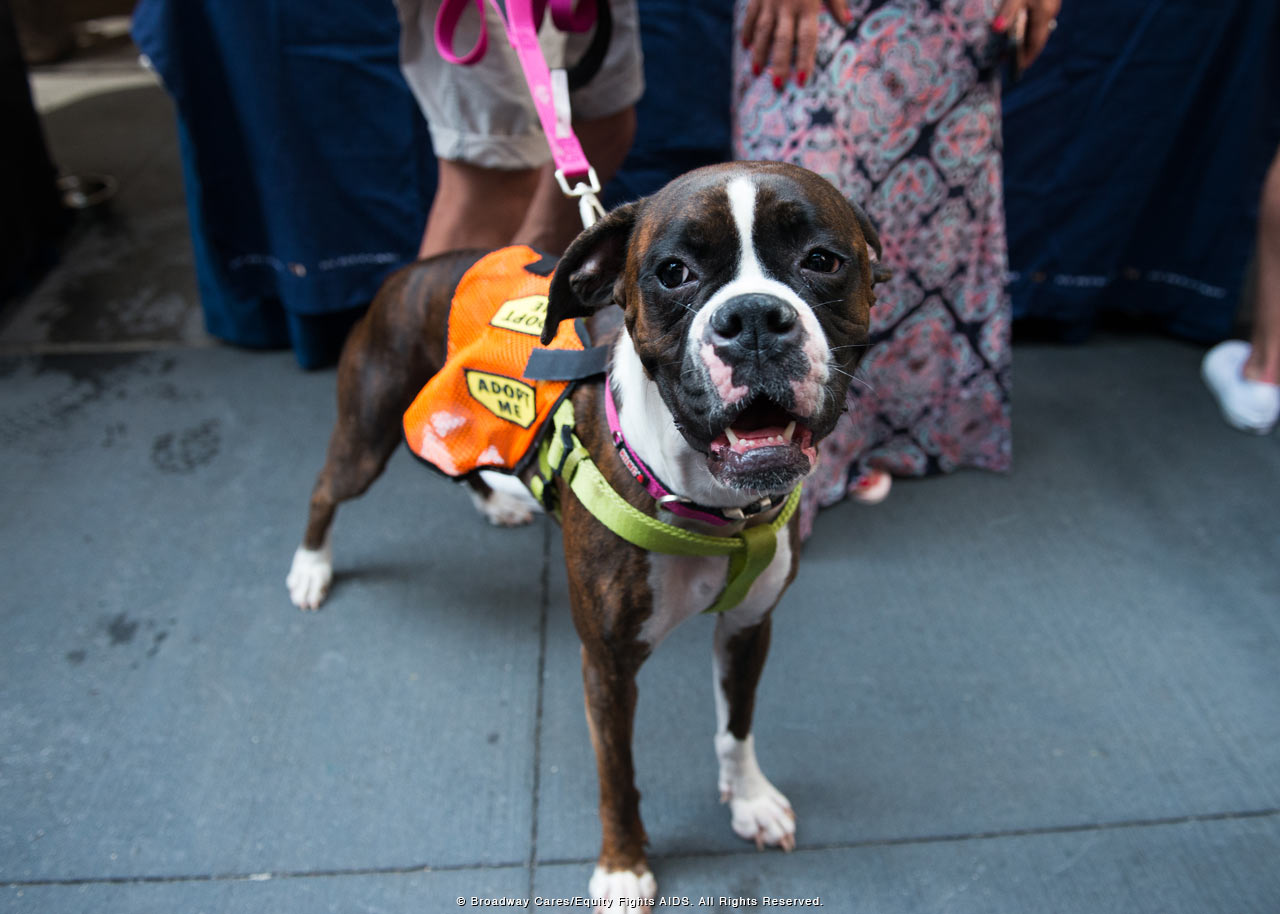 Broadway Barks Helps Find Forever Homes for Dogs and Cats – Broadway ...
