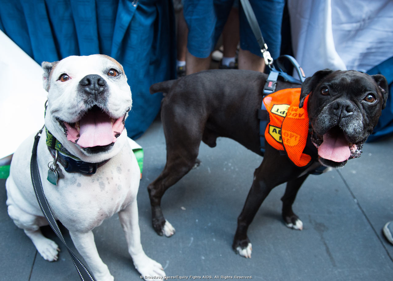 Broadway Barks Brings Adoptable Pets Back to Shubert Alley – Broadway ...