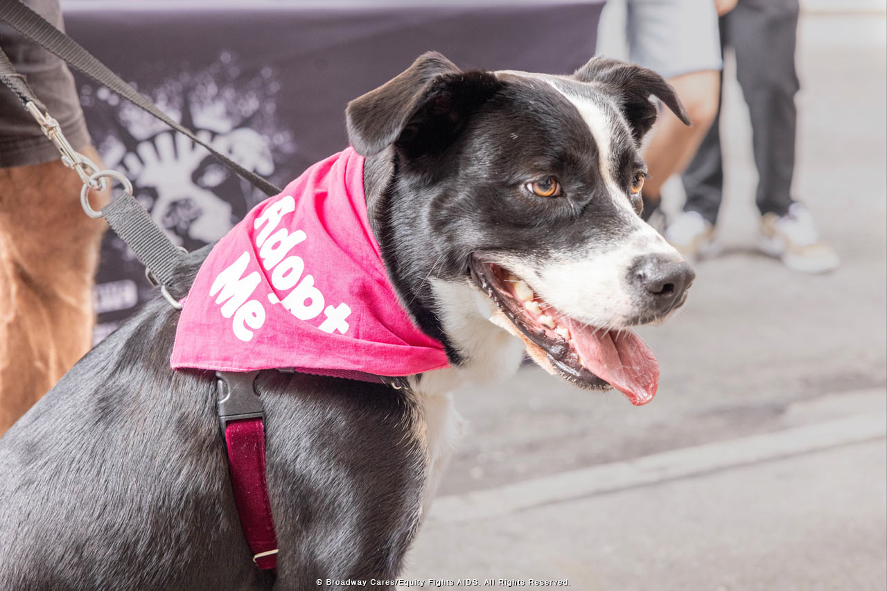 Furry Friends Find Forever Homes at 2023 Edition of Broadway Barks – Broadway Cares/Equity ...
